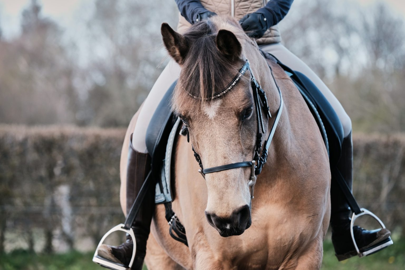 Horse Riding Disciplines: Choosing the Right One